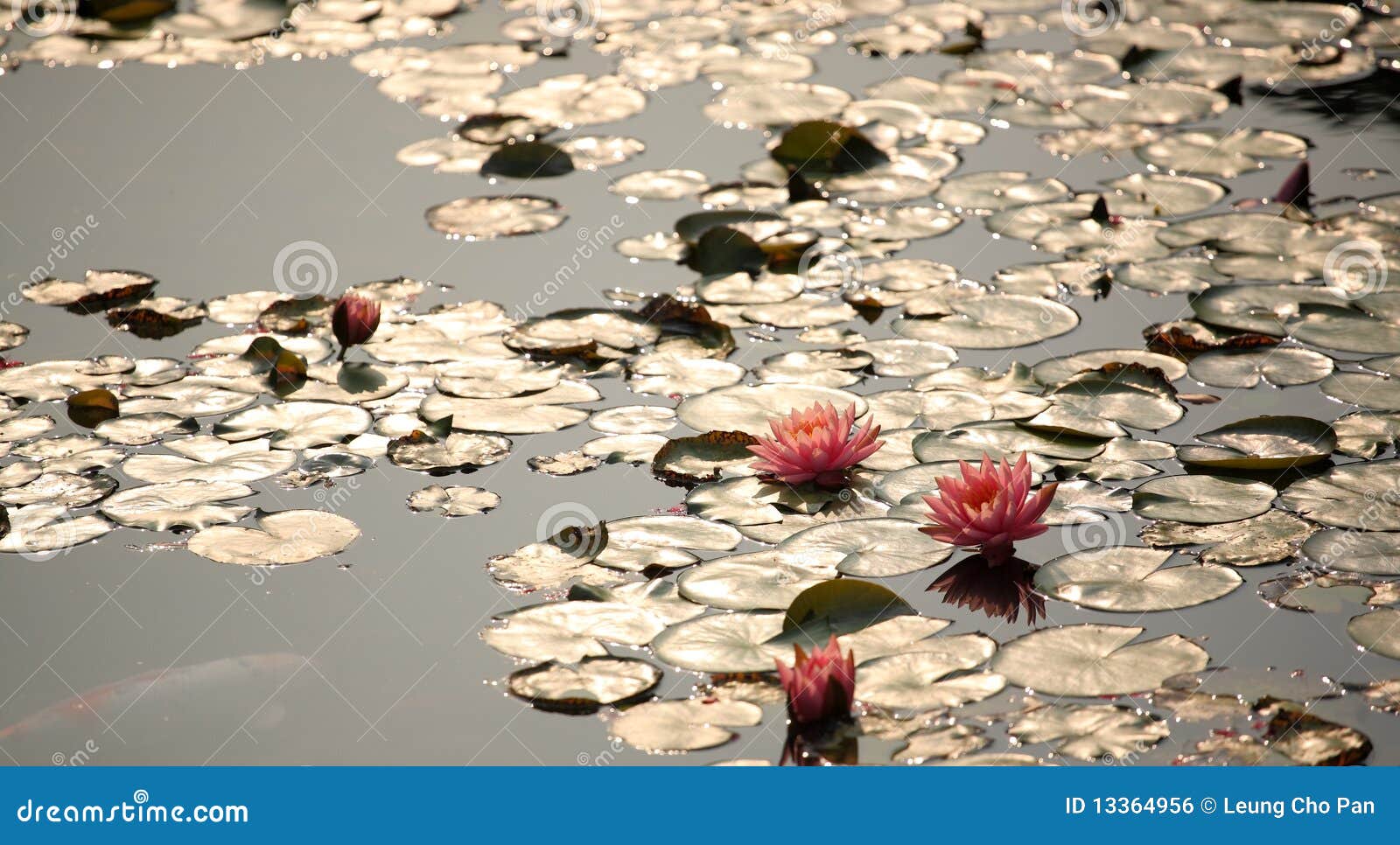 Lotus pool stock photo. Image of light, flower, lily - 13364956