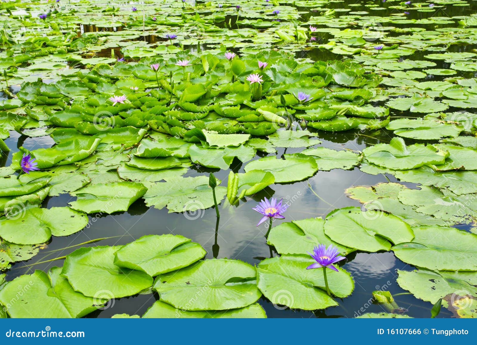 The Lotus pool stock photo. Image of nelumbo, floral - 16107666