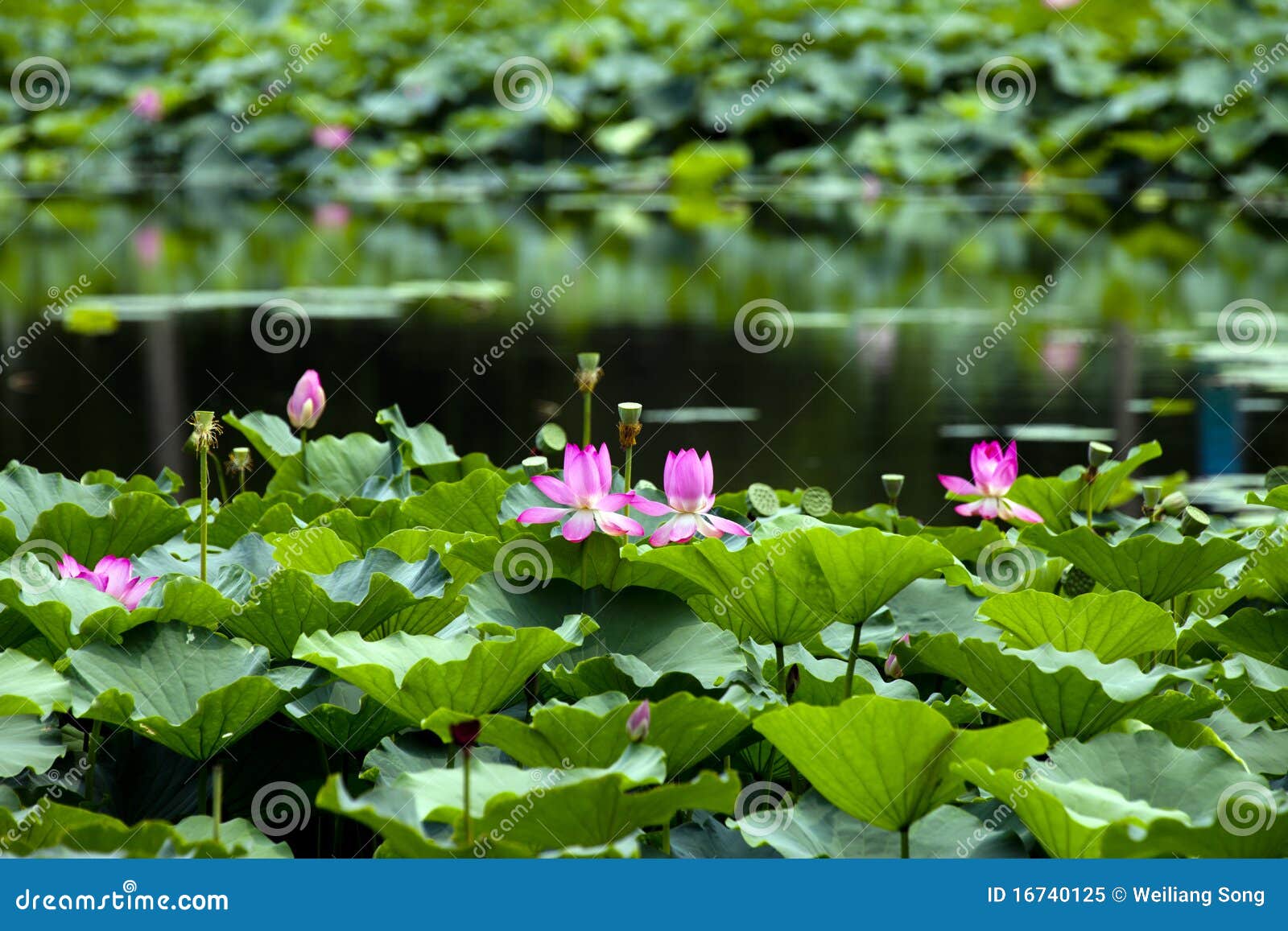 Lotus pool stock image. Image of abundant, park, rough - 16740125