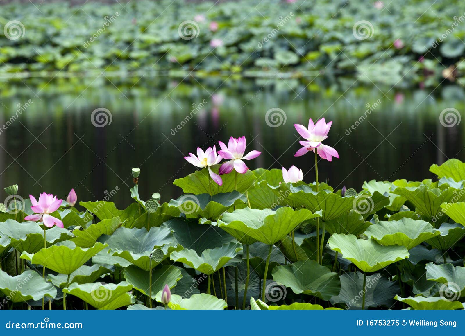 Lotus Pool Royalty Free Stock Photo - Image: 16753275
