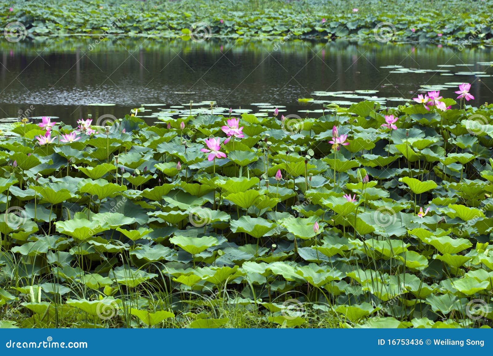 Lotus pool stock photo. Image of gorgeous, plant, draft - 16753436
