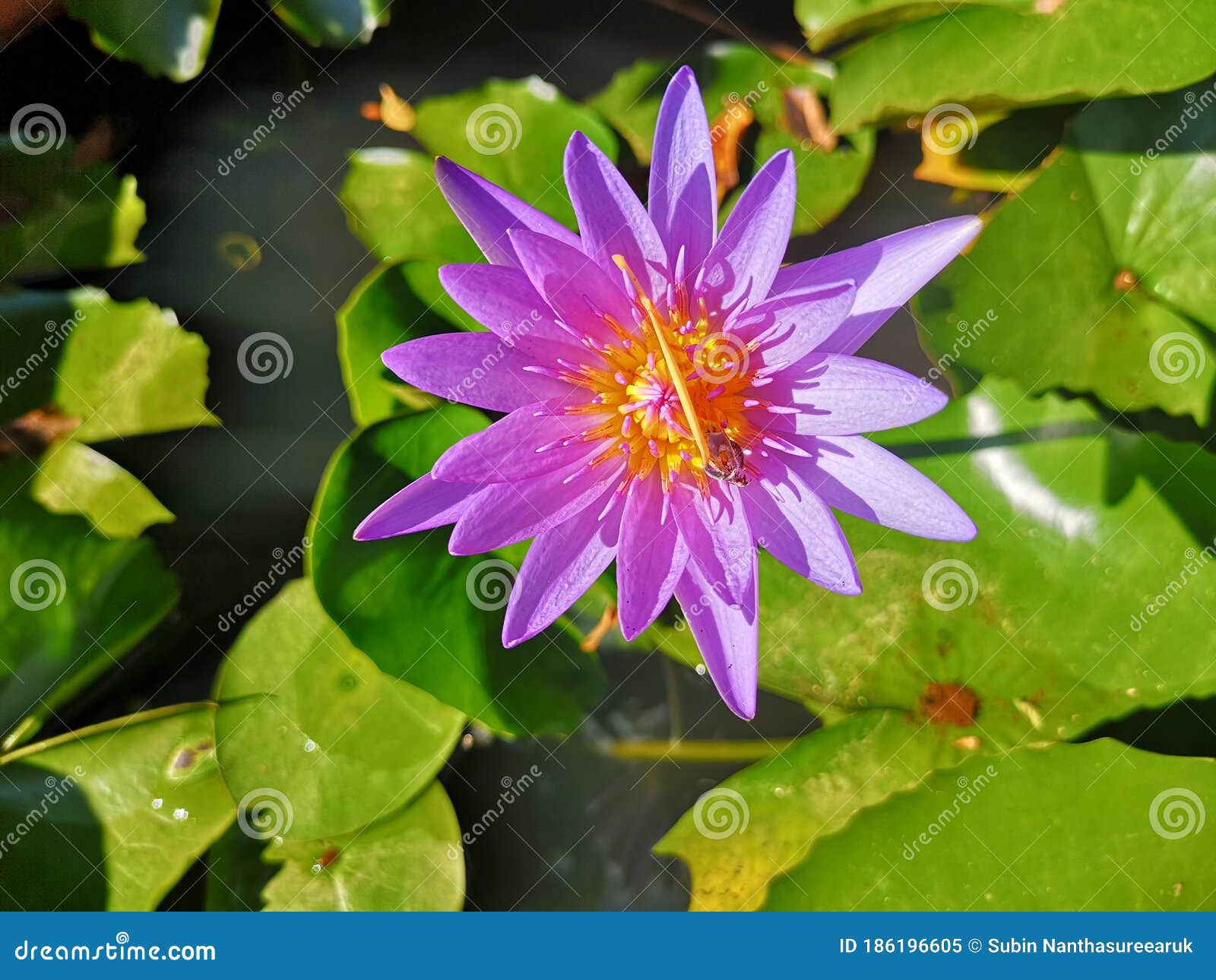 Lotus in the pool stock image. Image of leaf, flows - 186196605
