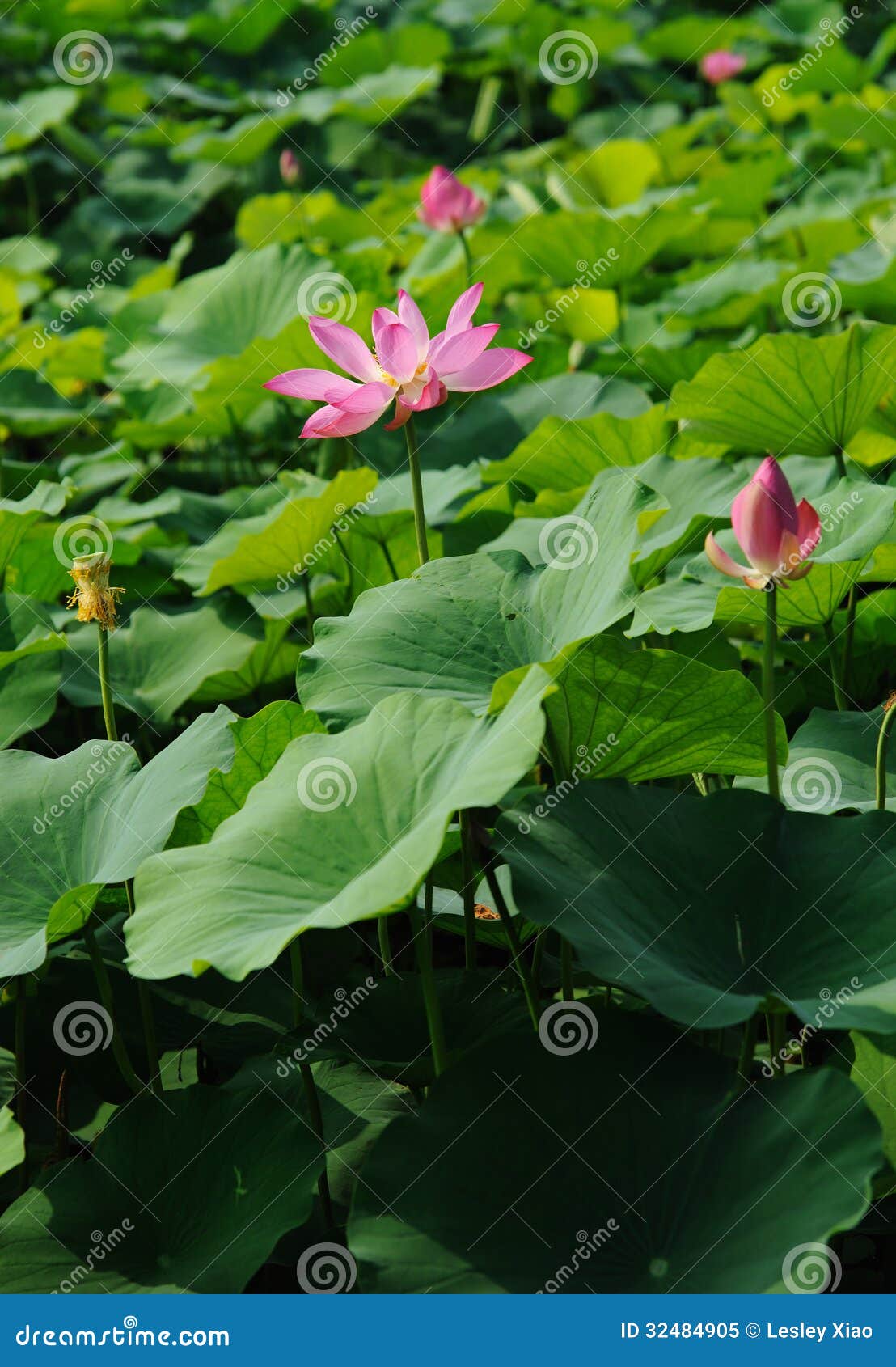 Lotus-Pool stockbild. Bild von schwimmbad, gelb, wurzeln - 32484905