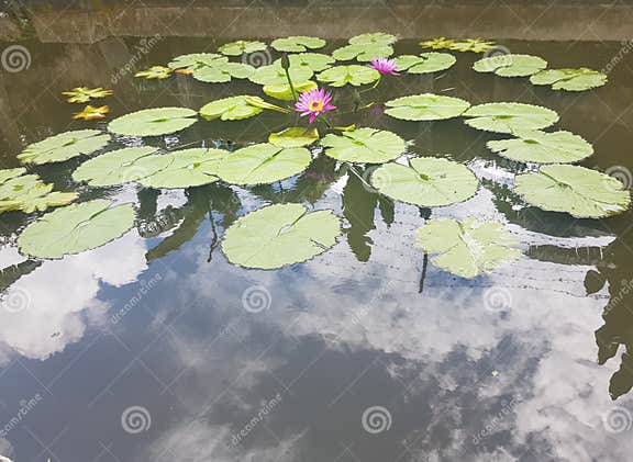 When Lotus in the Pool Bringing a Flower Stock Image - Image of pink ...