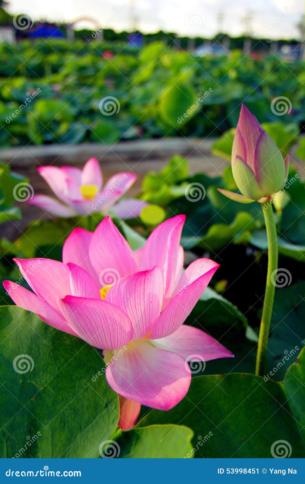 Lotus in pool stock image. Image of countless, pleasant - 53998451