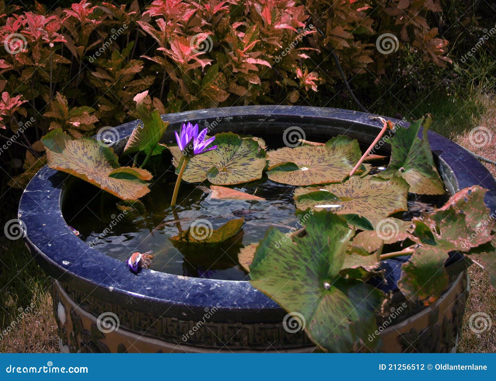 Lotus Pool Enchanted stock photo. Image of flower, colorful - 21256512
