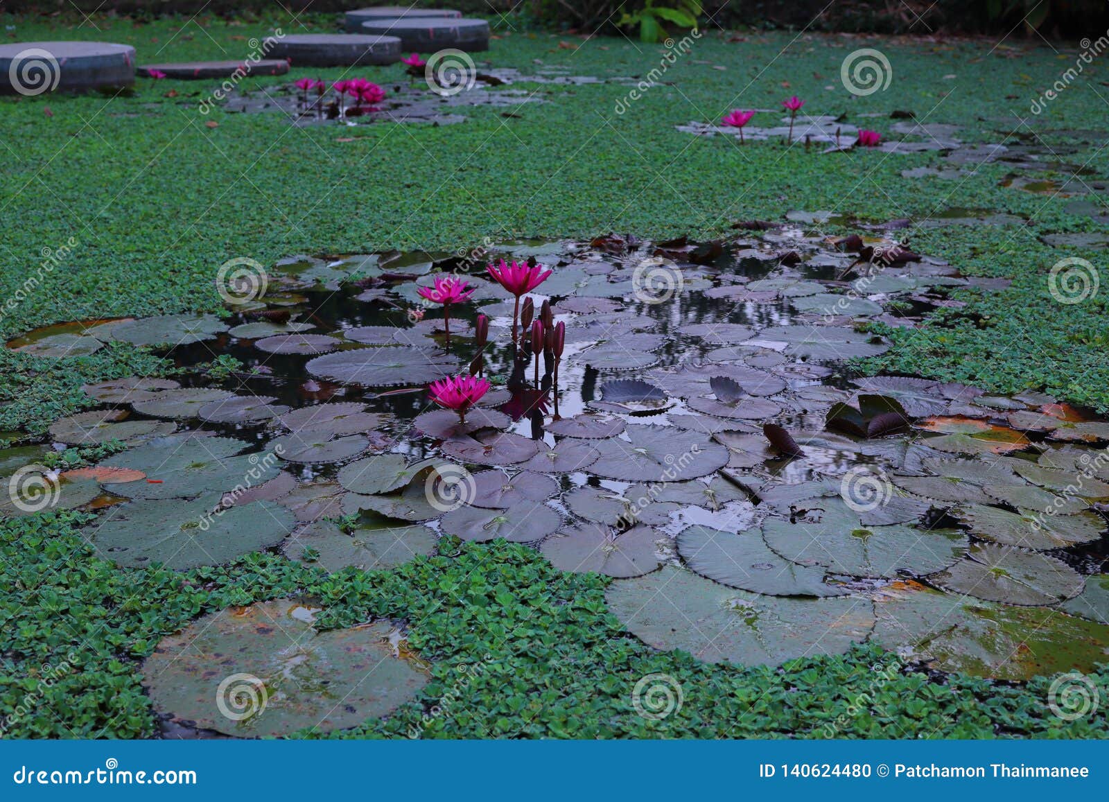 Lotus in the Pool in the Evening Stock Photo - Image of nature, evening ...