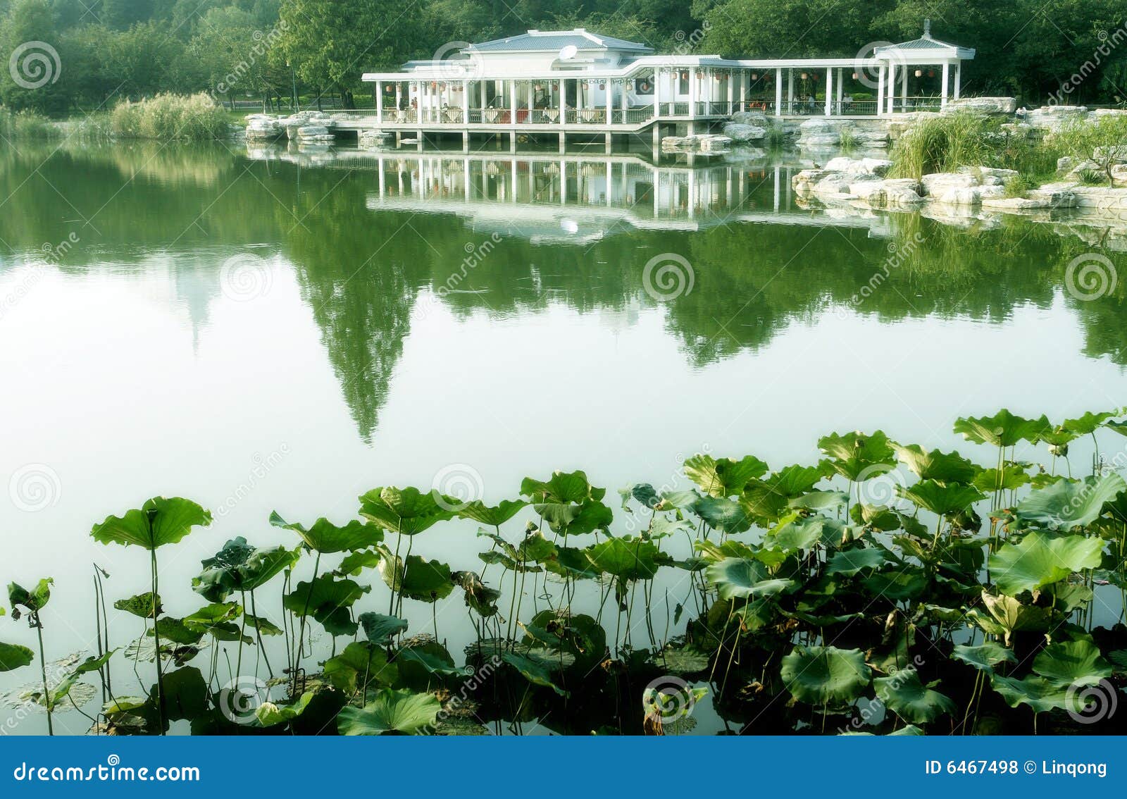 Lotus pool in September. stock photo. Image of scenery - 6467498
