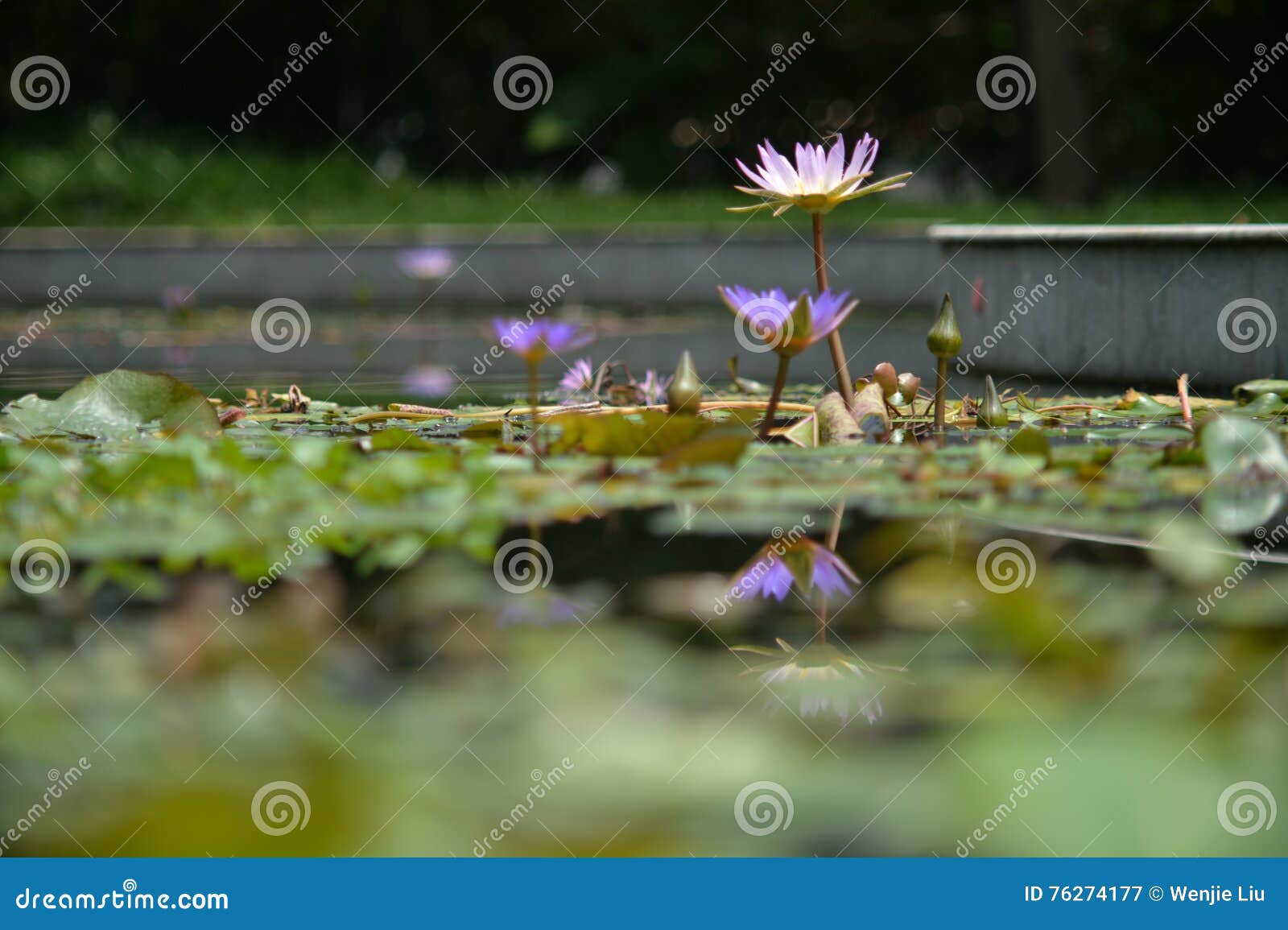 Lotus pool stock image. Image of gallery, flowerbud, boats - 76274177