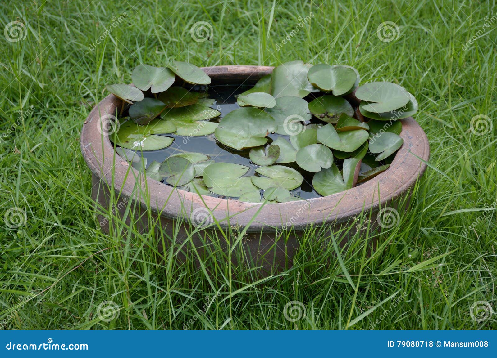 Lotus pot stock photo. Image of foliage, grass, cement - 79080718
