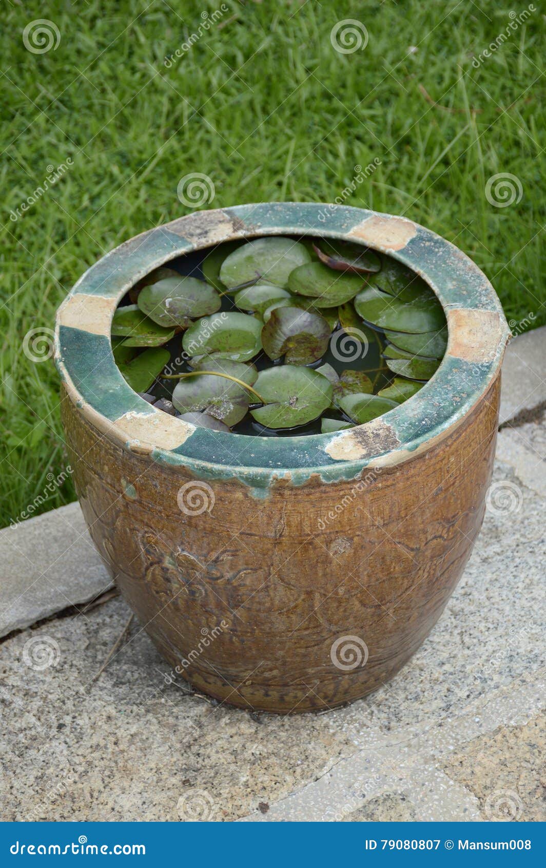 Lotus pot stock image. Image of fresh, green, close, garden - 79080807