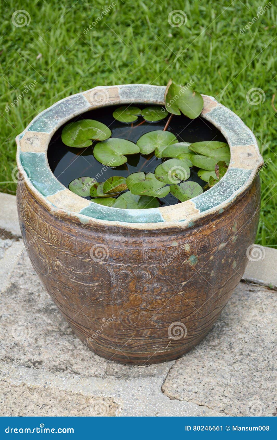 Lotus pot stock image. Image of waterlily, leaf, natural - 80246661