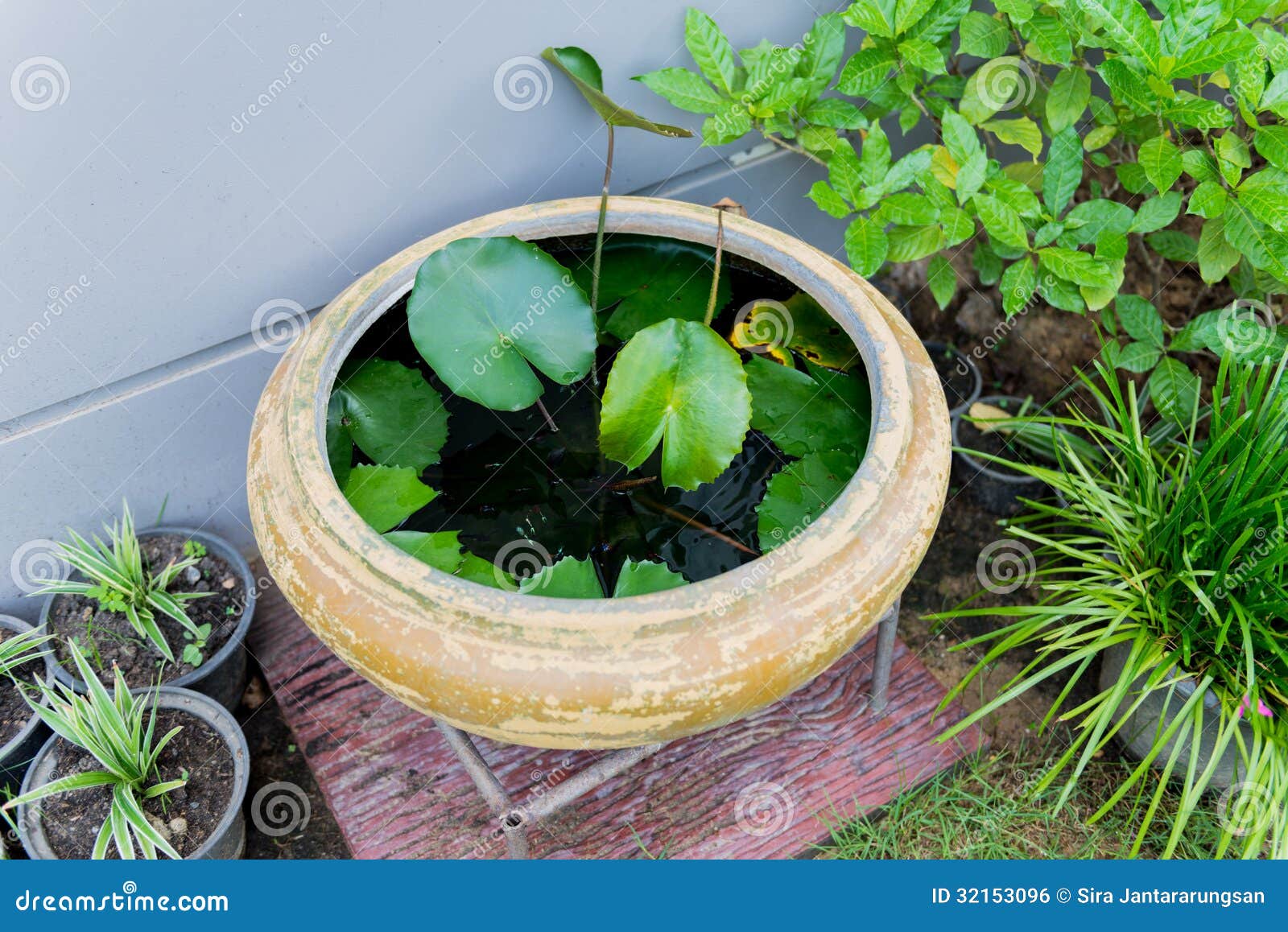 Lotus pot stock photo. Image of plant, nature, water - 32153096