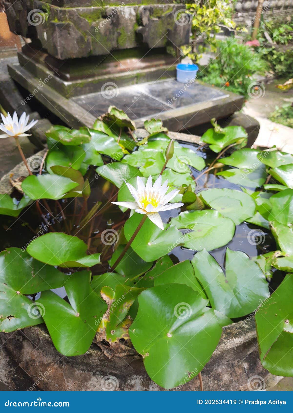 Lotus on pot with water stock image. Image of shrub - 202634419