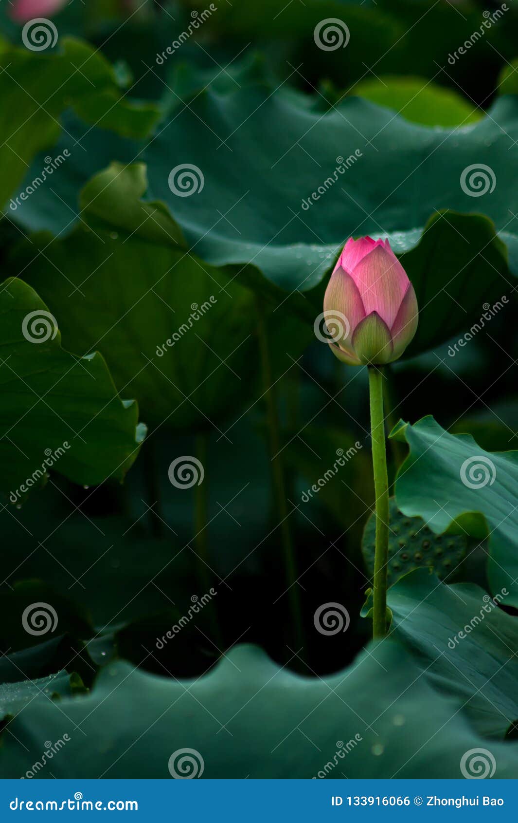 Lotus after rain stock photo. Image of flower, summer - 133916066