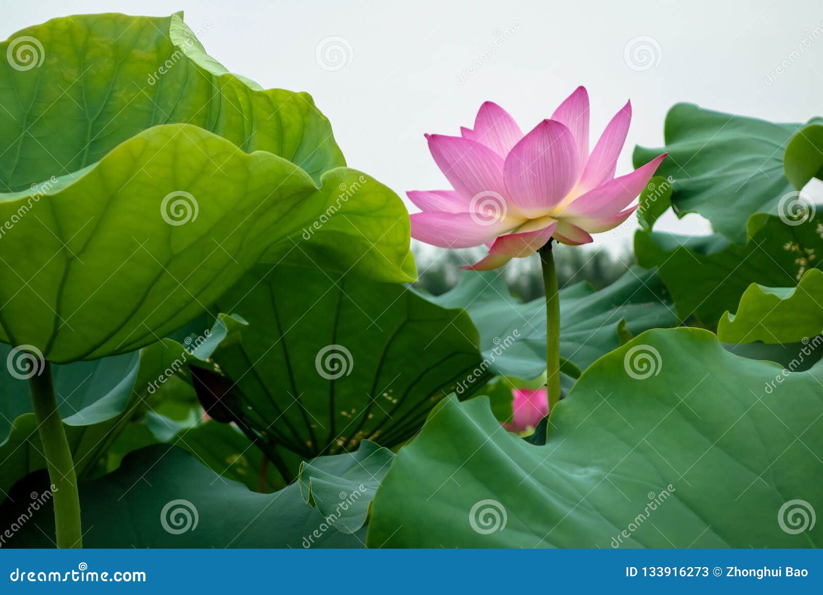 Lotus after rain stock image. Image of leaf, flowers - 133916273