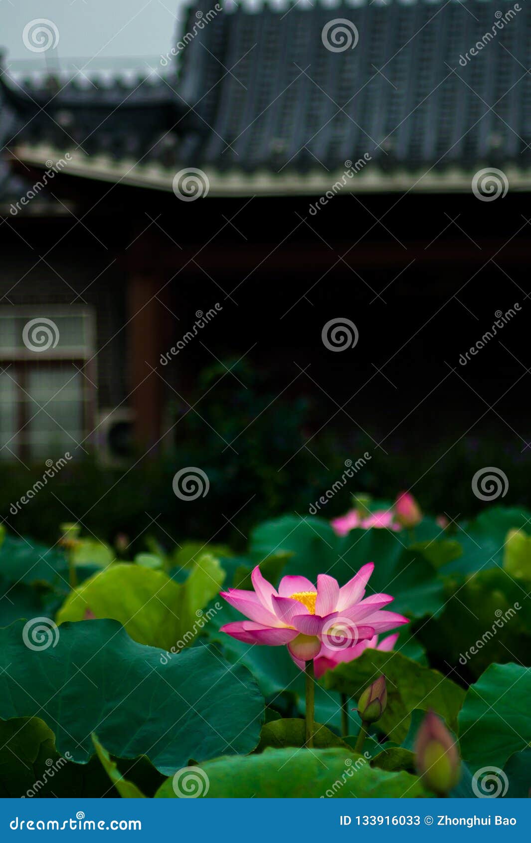 Lotus after rain stock image. Image of flower, sony - 133916033