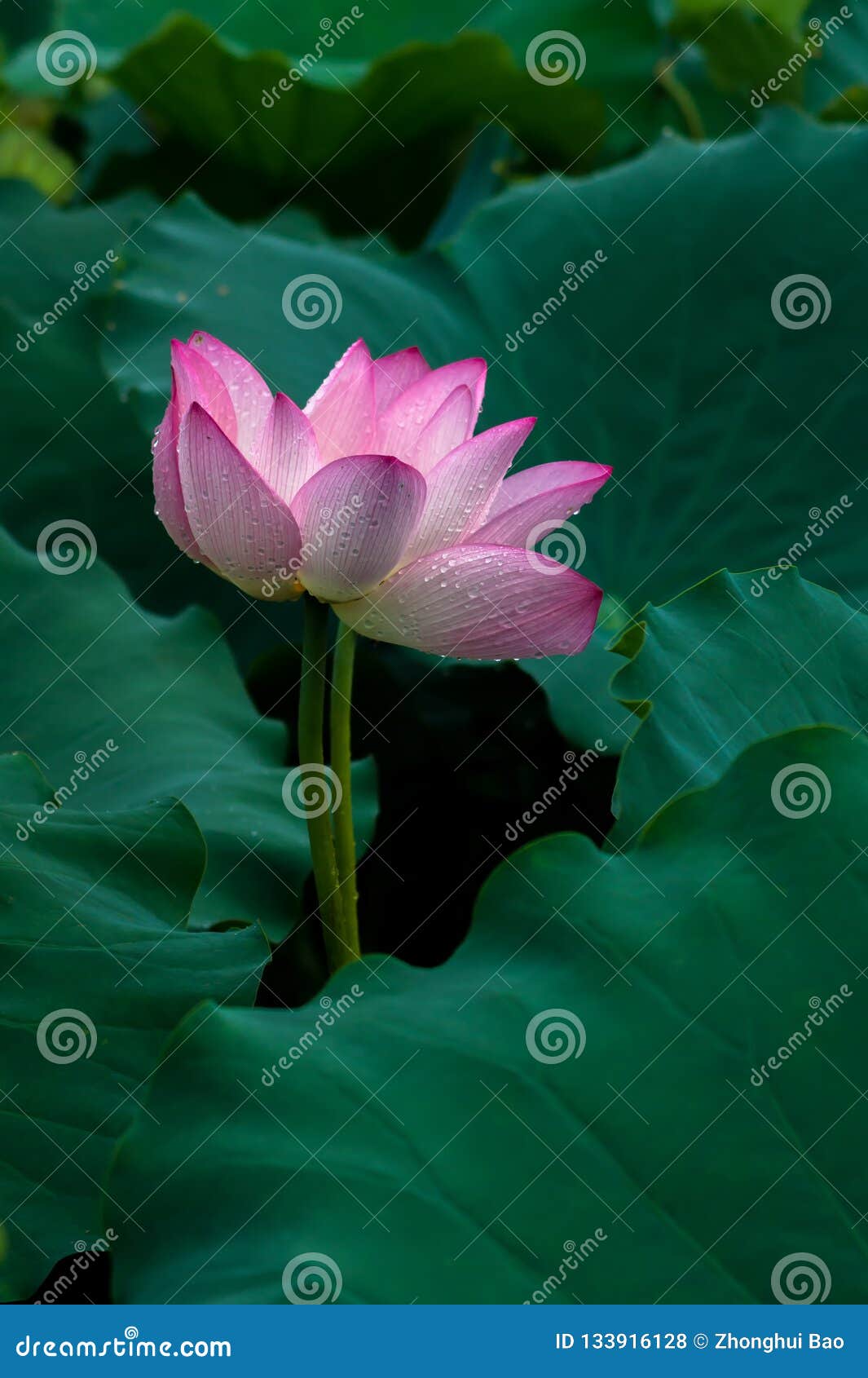 Lotus after rain stock photo. Image of nature, summer - 133916128