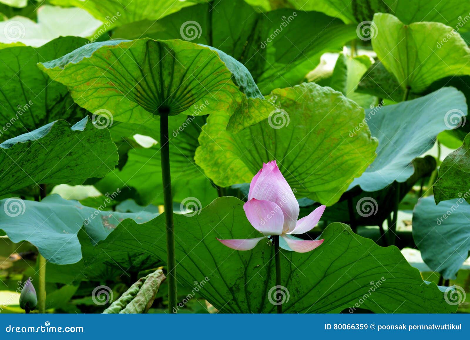 Lotus rare flower stock image. Image of flower, nelumbo - 80066359