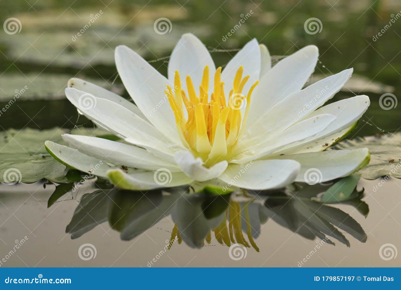 Lotus reflection on water stock image. Image of white - 179857197