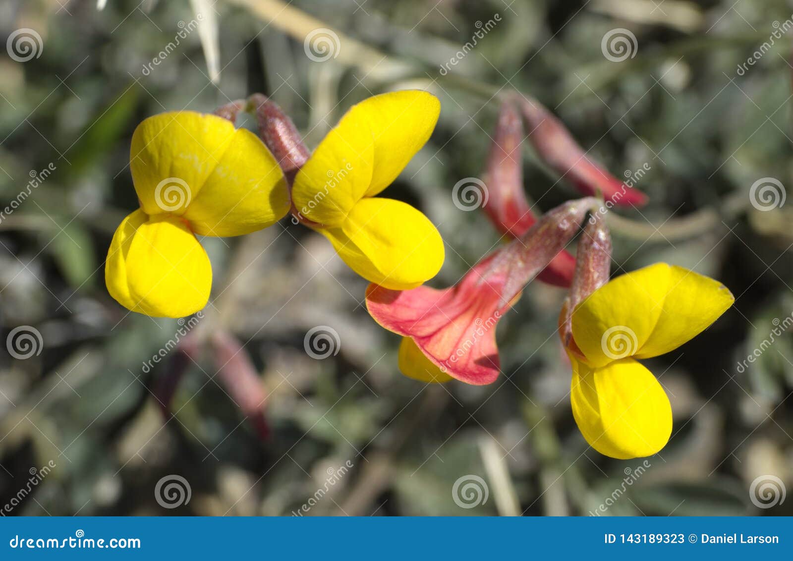 Lotus rigidus stock image. Image of yellow, nature, outdoors - 143189323
