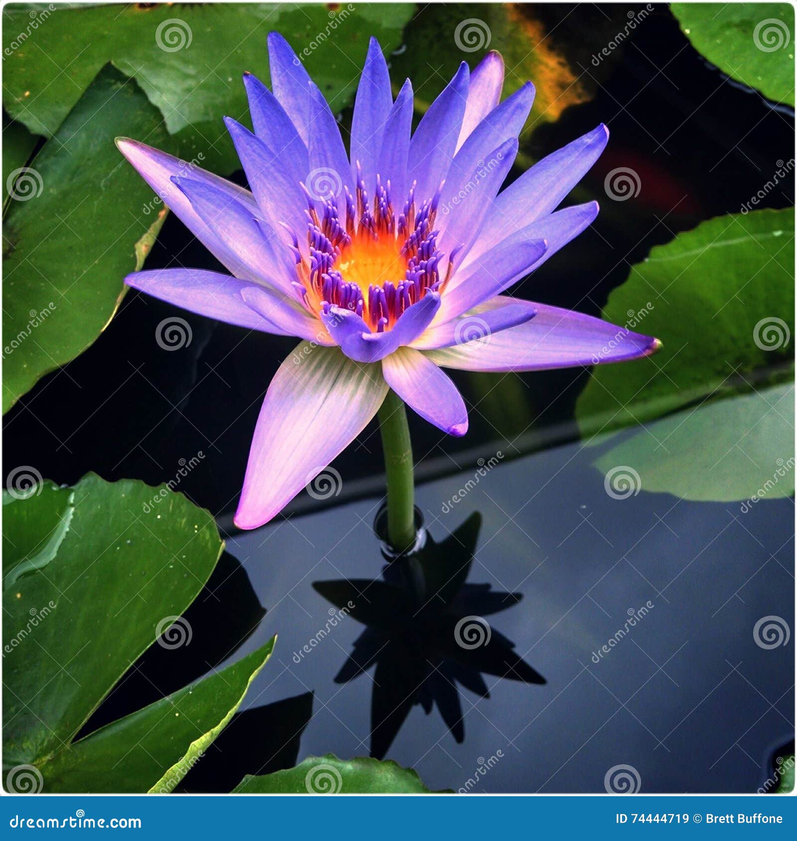 Lotus Rising stock image. Image of lotus, beautiful, phoenix - 74444719