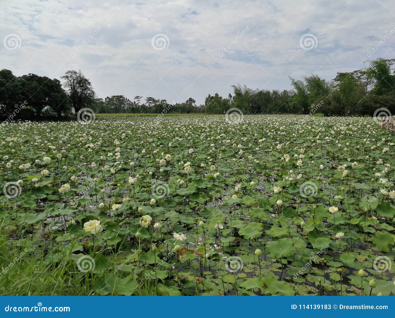 Lotus stock image. Image of river, gardsns, lotus, flowers - 114139183