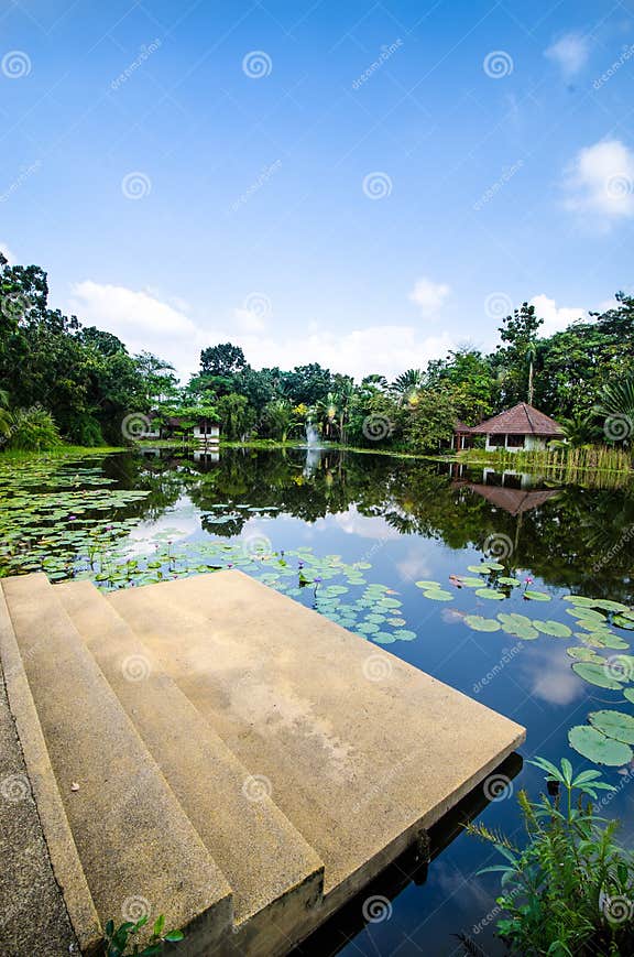 Lotus river stock image. Image of arts, texture, relaxing - 28070409