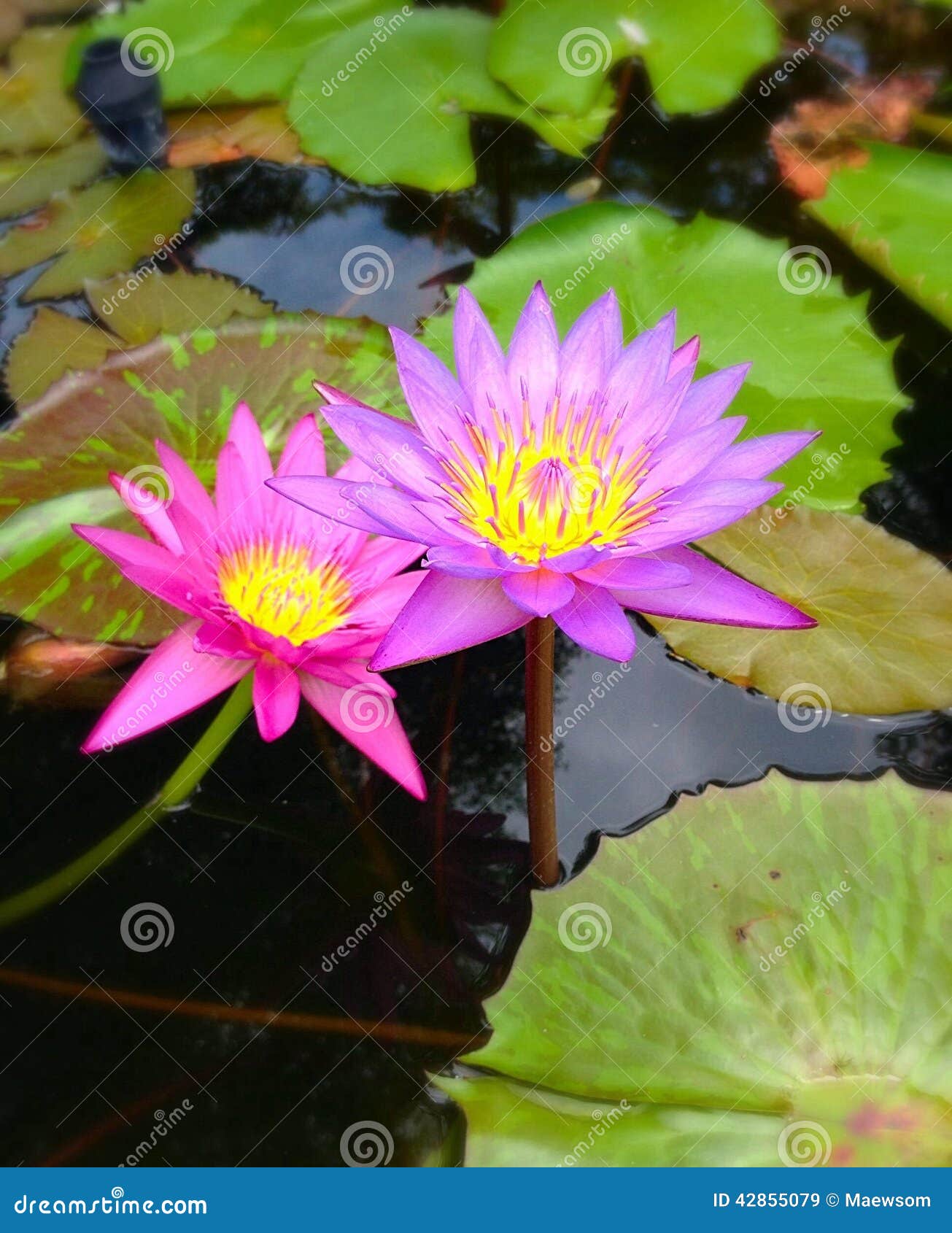 Lotus editorial stock image. Image of flower, river, lotus - 42855079