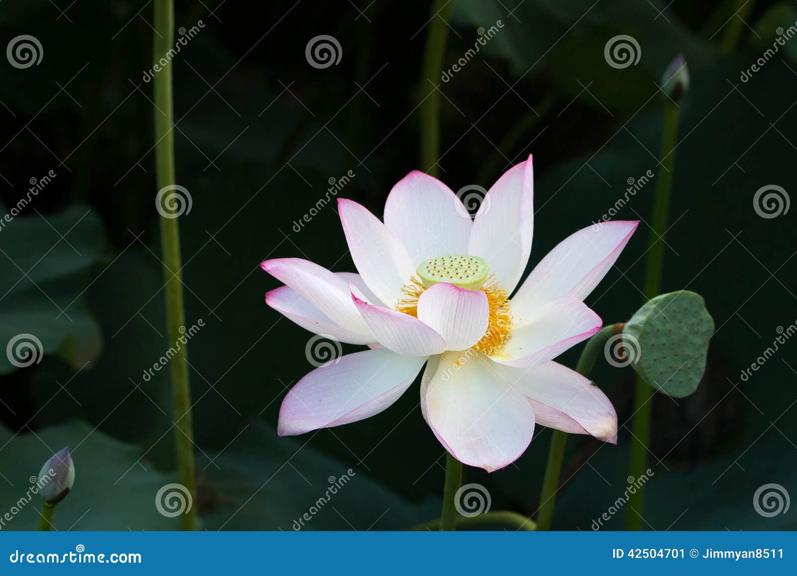 Lotus on the river stock image. Image of flora, summer - 42504701