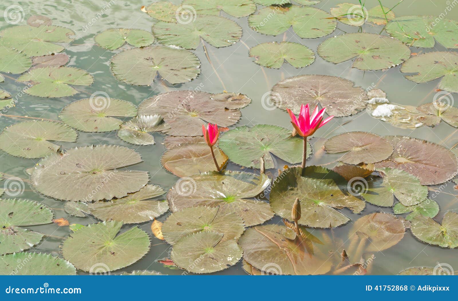 Lotus Rojo (Loto Linn Del Nymphaea) Foto de archivo - Imagen de pétalos ...