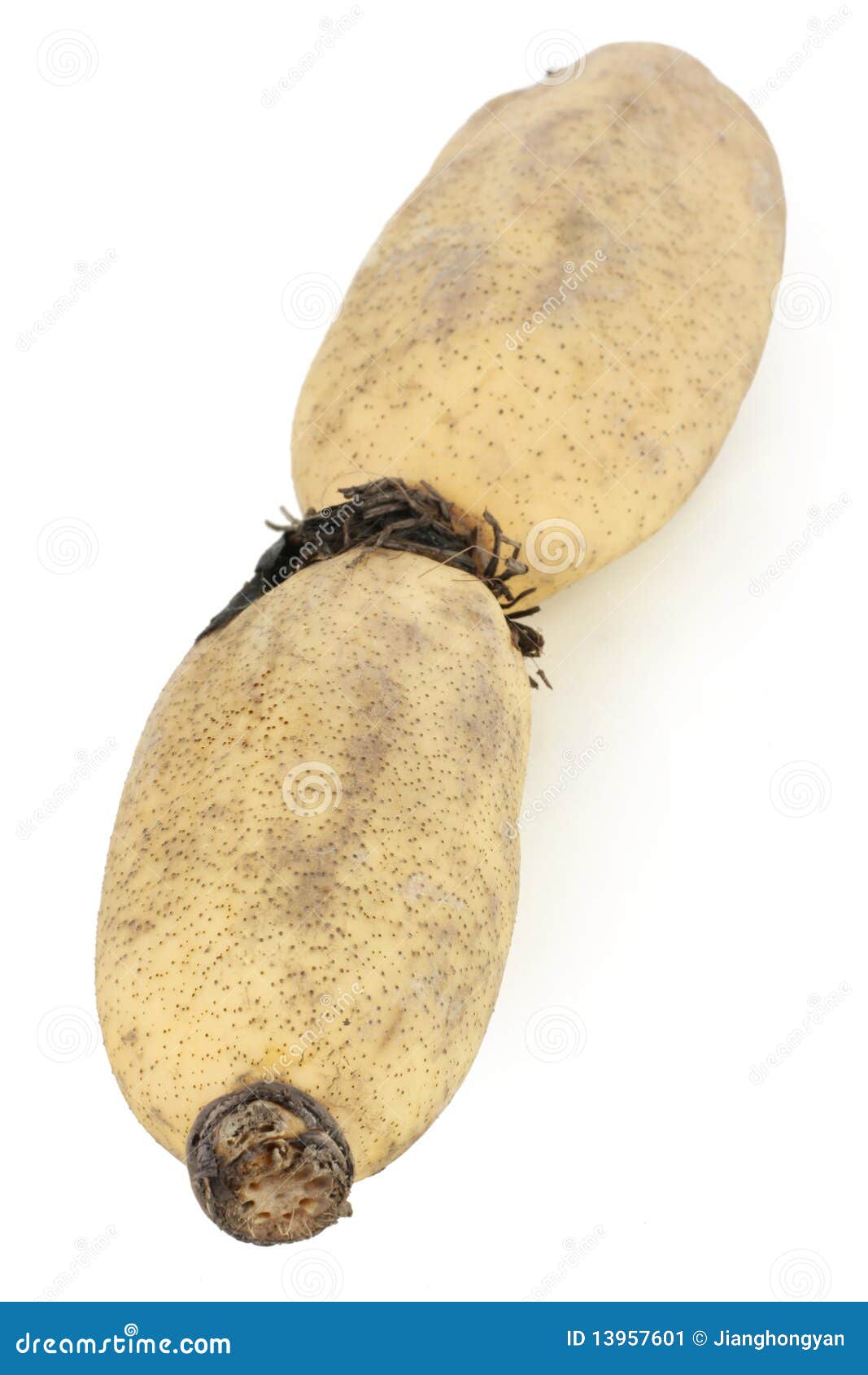 Lotus root stock image. Image of asian, isolation, root - 13957601