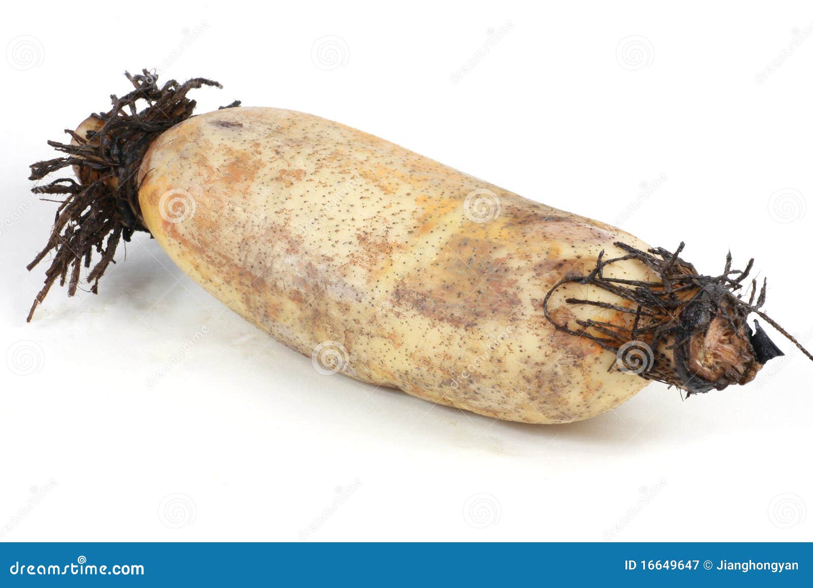 Lotus root stock image. Image of isolation, fiber, japanese - 16649647