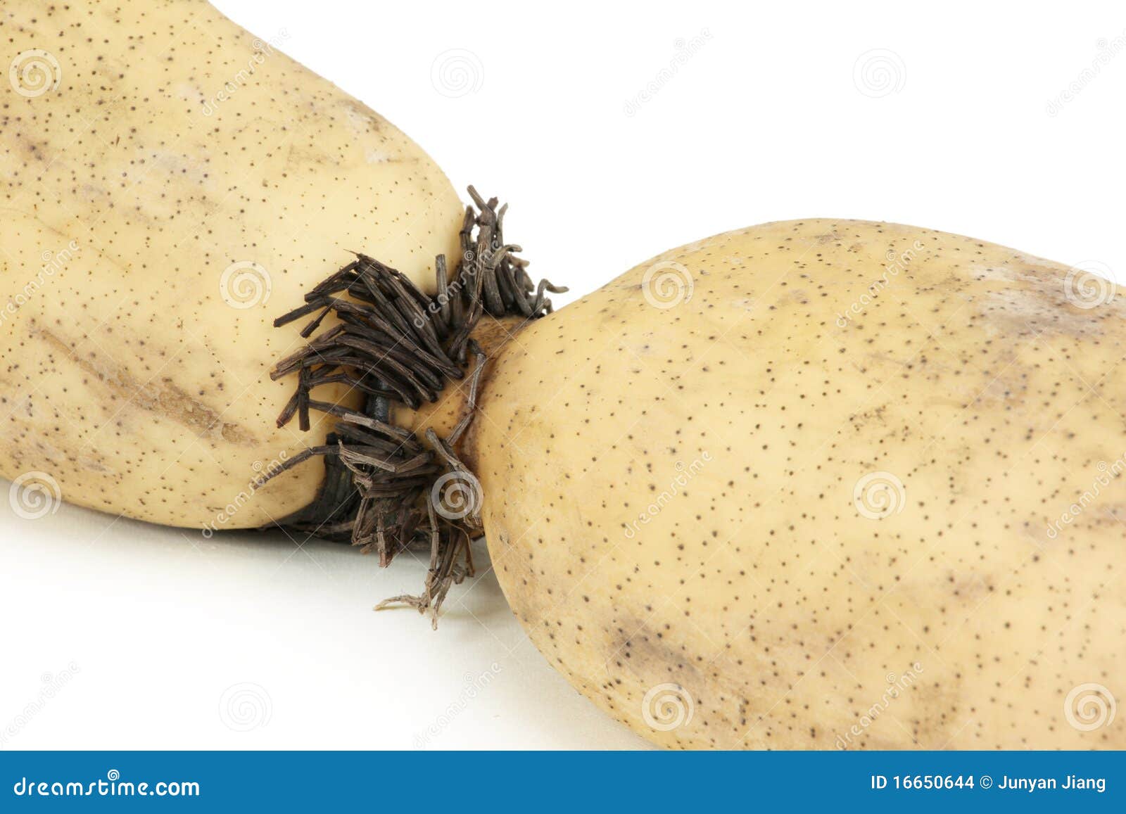 Lotus root stock photo. Image of plant, chinese, culture - 16650644