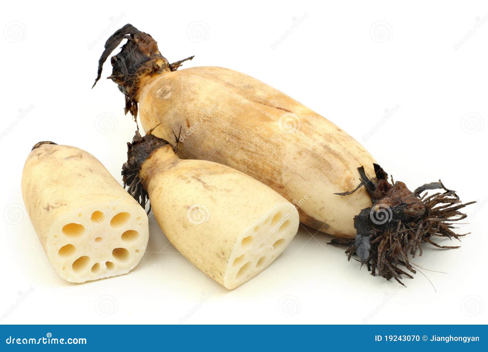 Lotus root stock photo. Image of nutrition, pierced, lotus - 19243070