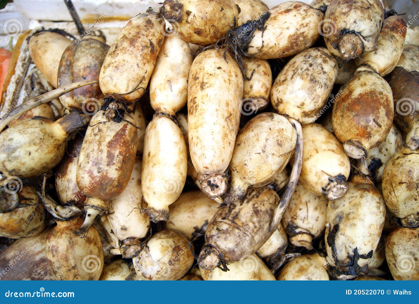 Lotus root stock photo. Image of sweet, sell, cooking - 20522070