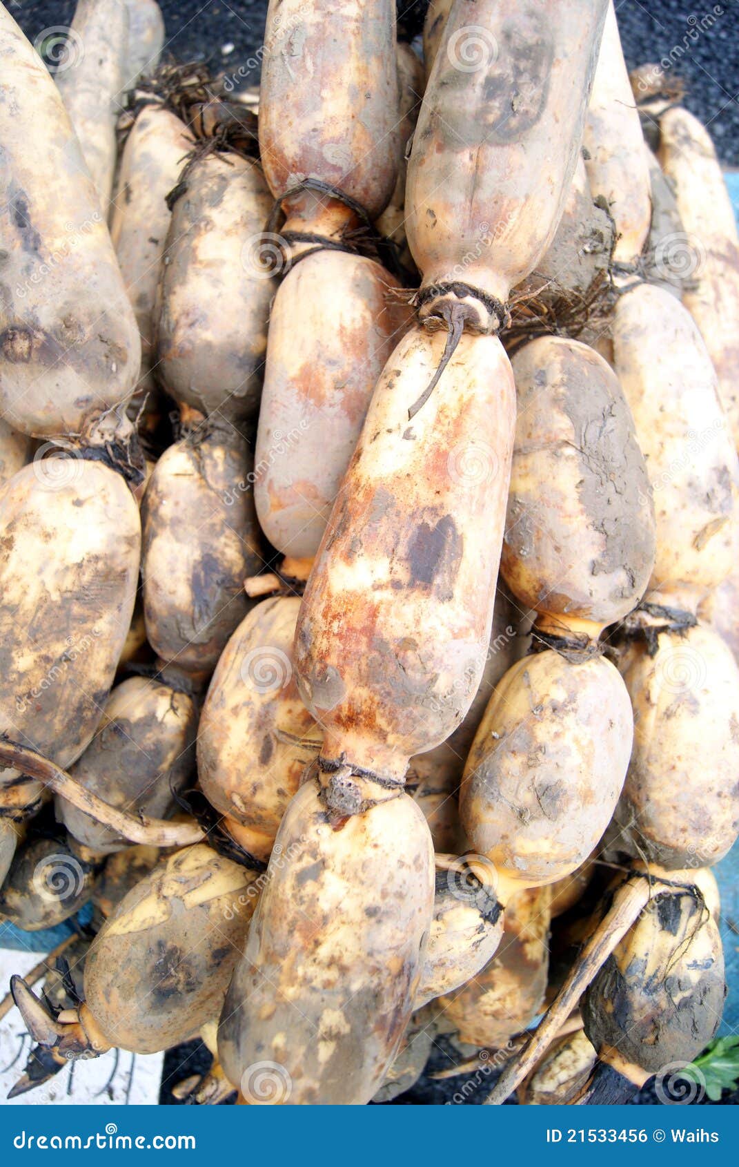 Lotus root stock photo. Image of lotus, green, sell, food - 21533456
