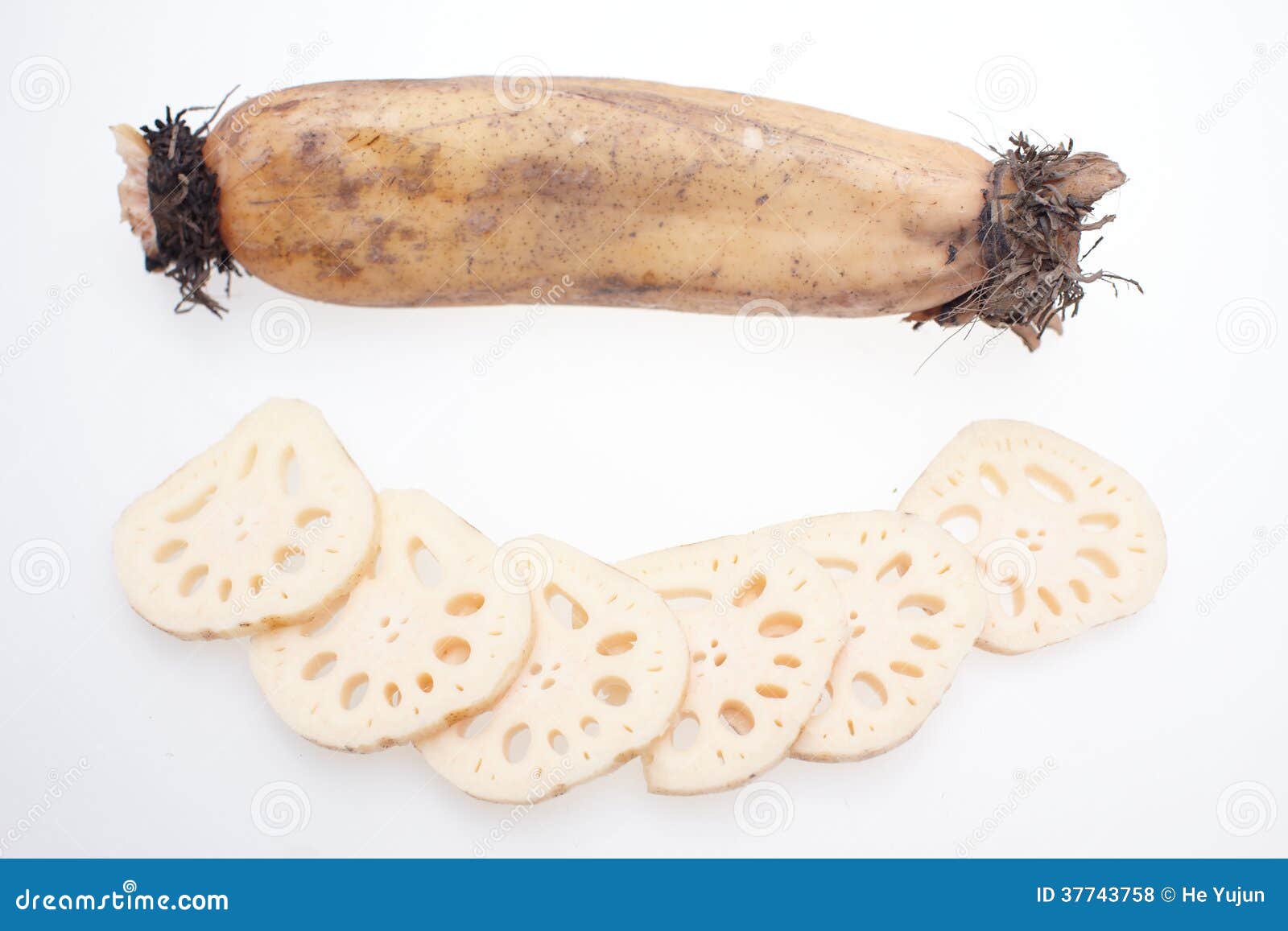 Lotus root stock photo. Image of green, closeup, plant - 37743758