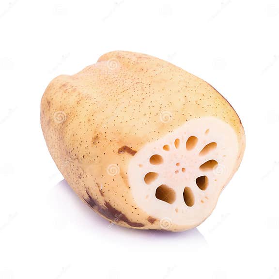 Lotus Root on White Background Stock Image - Image of root, wall: 71359859