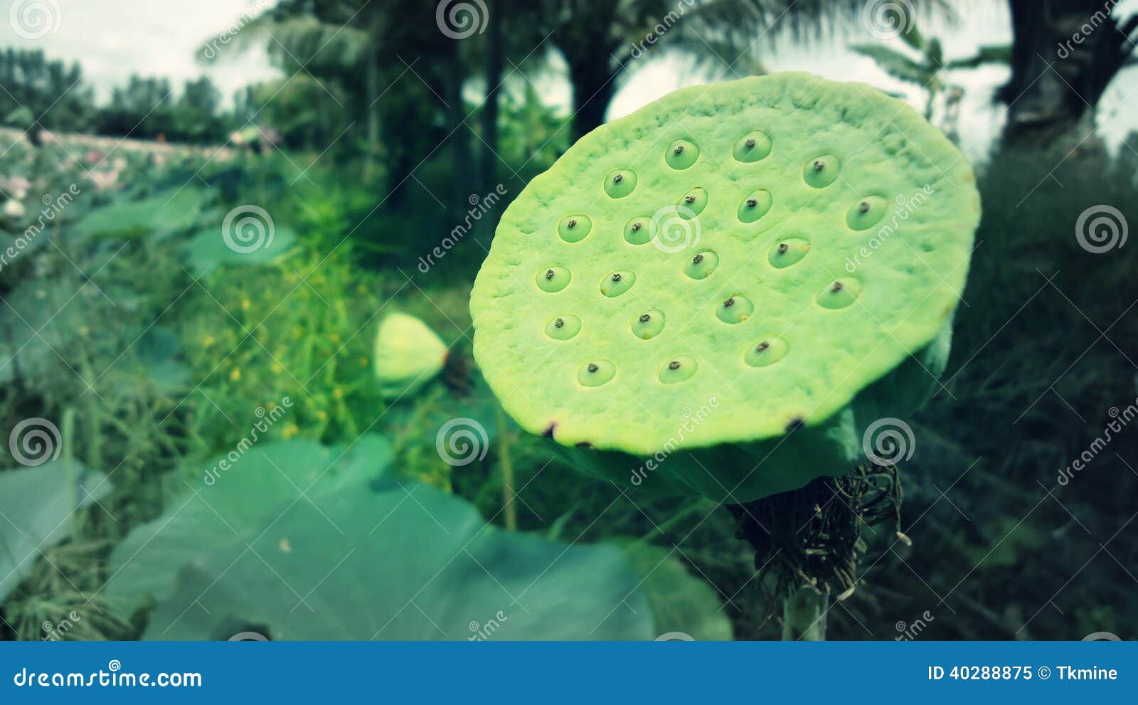 Lotus stock image. Image of gardens, flowers, showy, river - 40288875