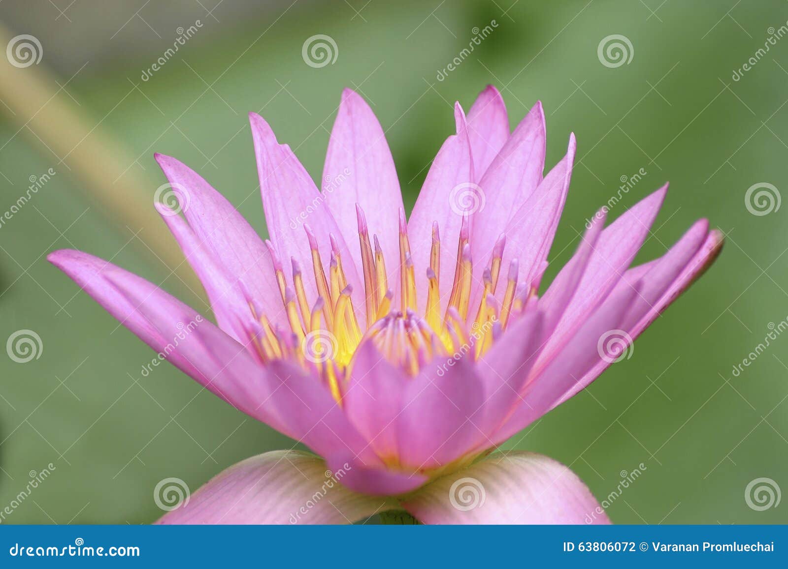 Lotus rose photo stock. Image du floral, fermer, nature - 63806072