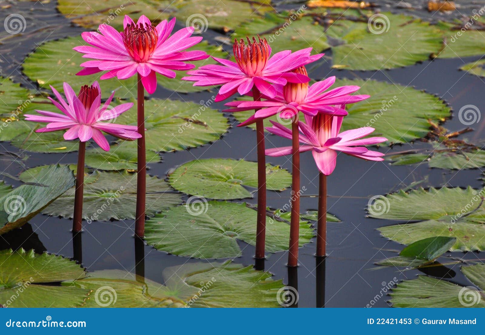 Lotus rose dans un lac image stock. Image du couleur - 22421453