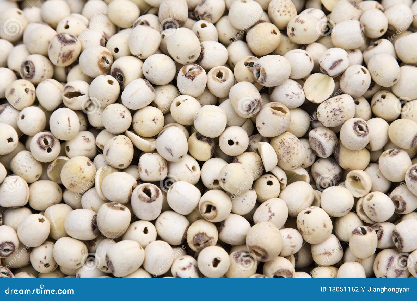 Lotus Seed stock photo. Image of agriculture, botany - 13051162