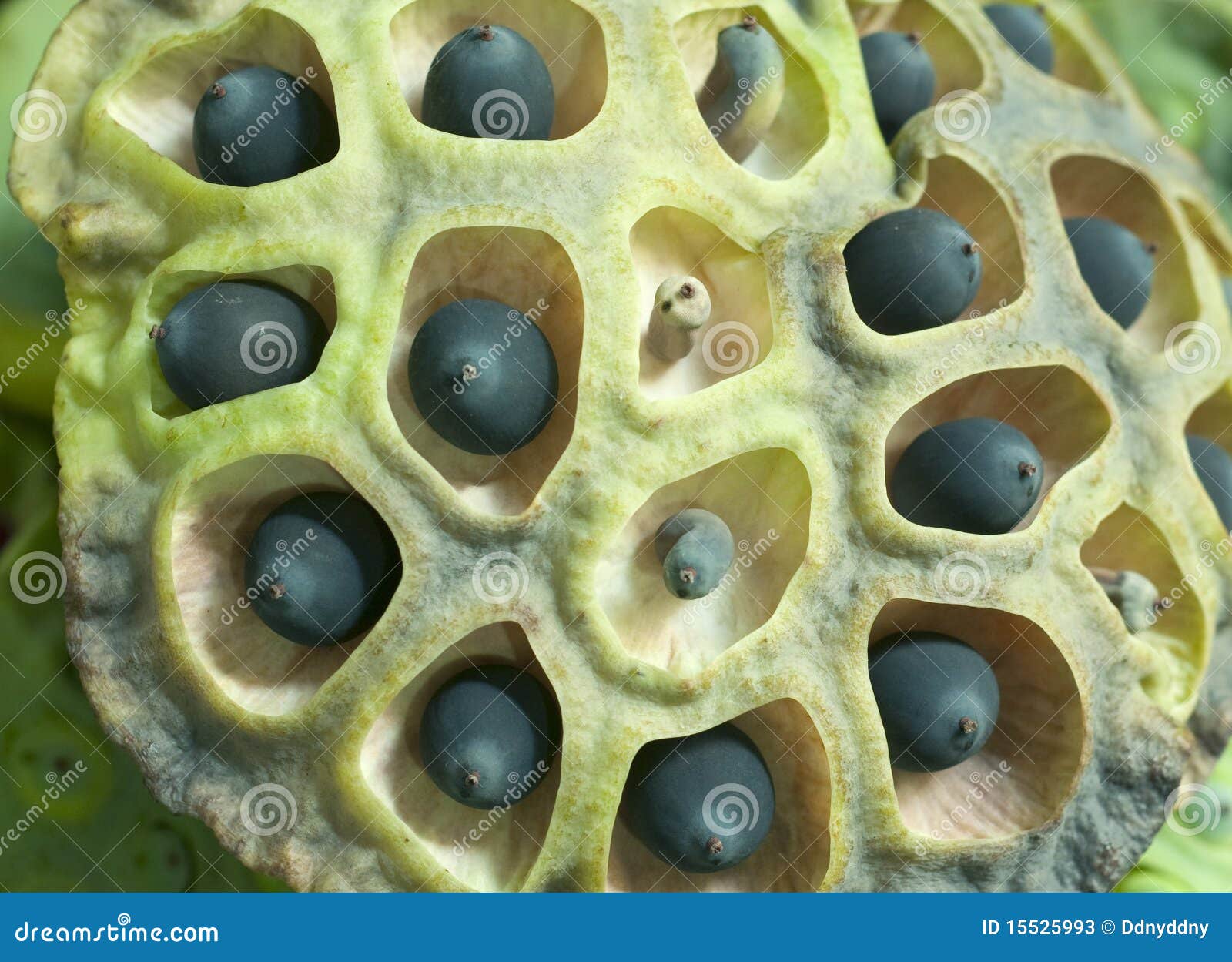Lotus seed stock image. Image of macro, cave, harvest - 15525993