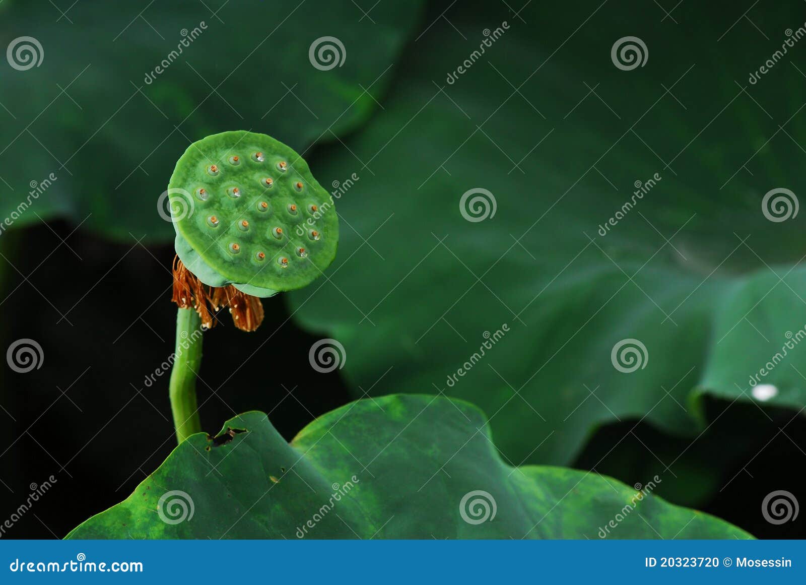 Lotus seed flower shell stock photo. Image of drop, cheerful - 20323720