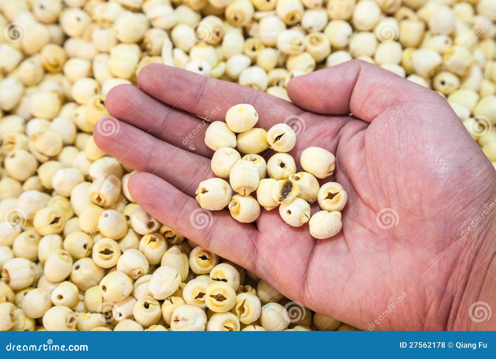 Lotus seed stock photo. Image of china, romantic, present - 27562178