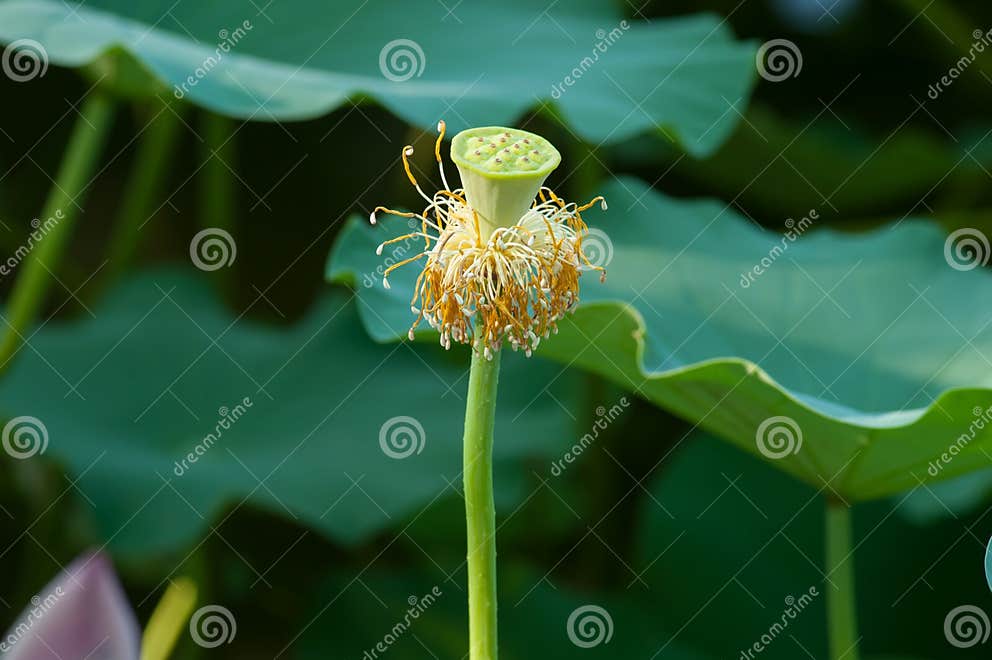 Lotus seed stock image. Image of drop, green, core, lotus - 35540039