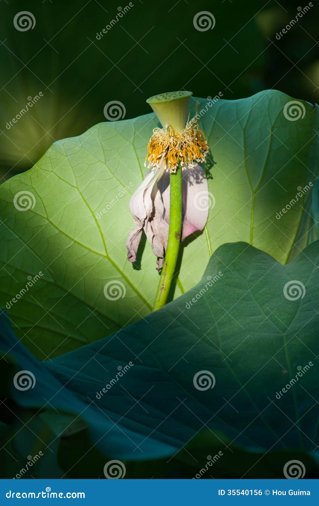 Lotus seed stock photo. Image of seed, flower, drop, lotus - 35540156