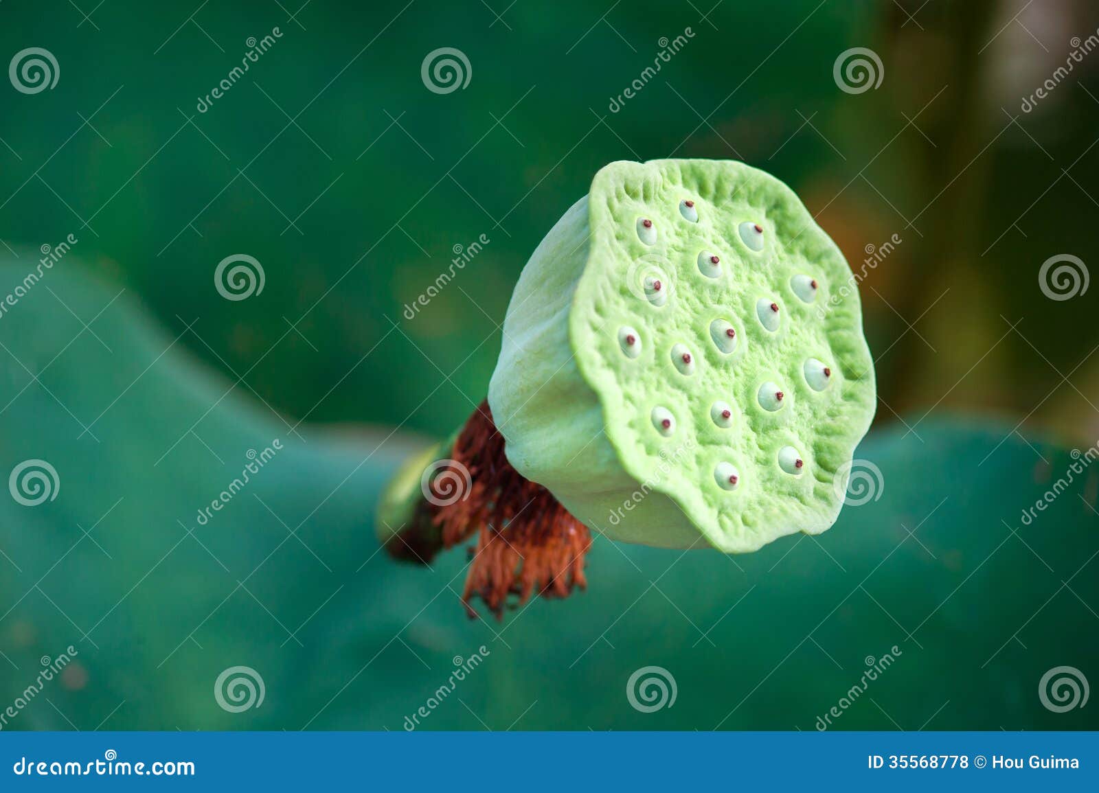 Lotus seed stock photo. Image of waterdrop, core, garden - 35568778