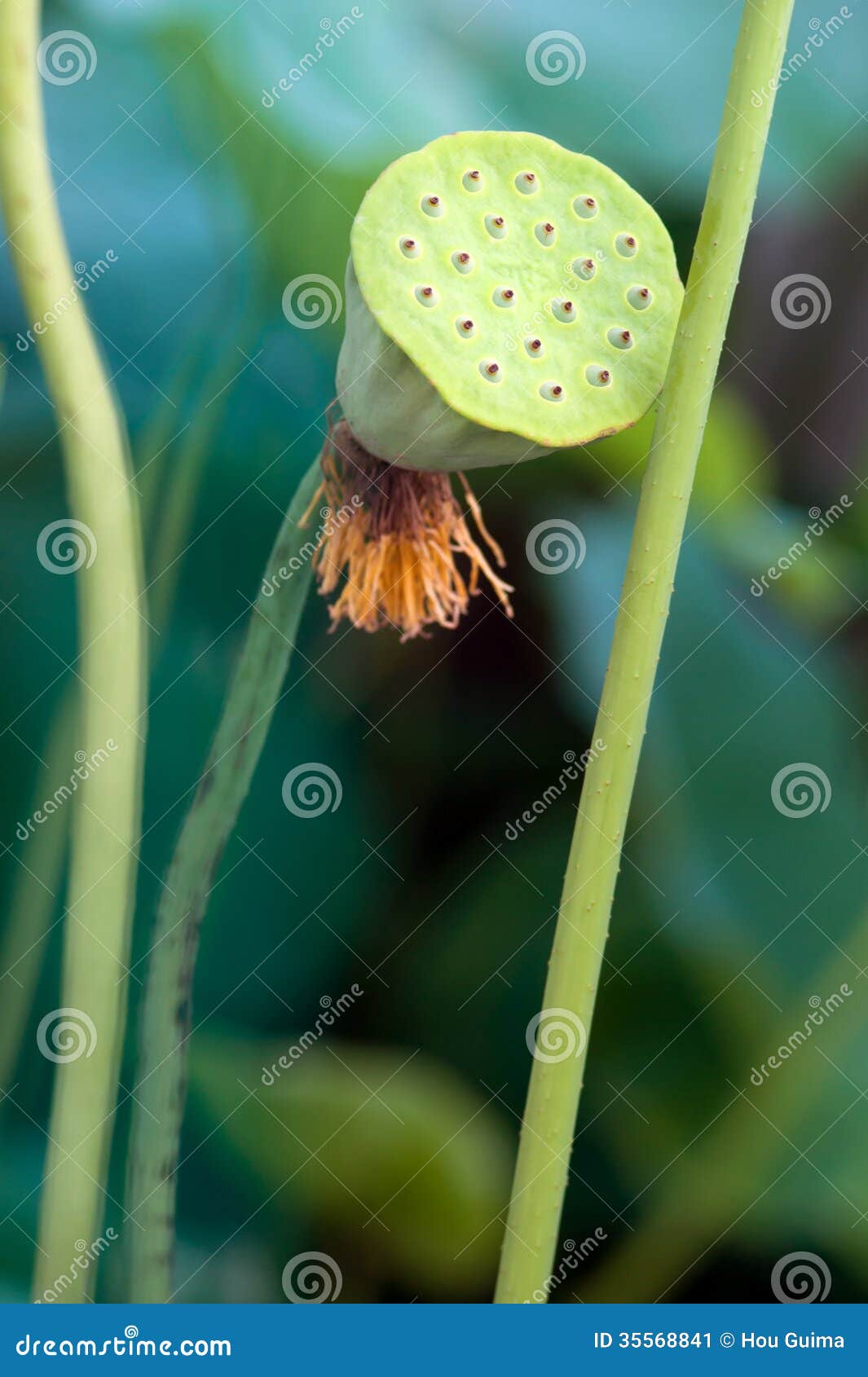 Lotus seed stock image. Image of micro, leaf, root, garden - 35568841